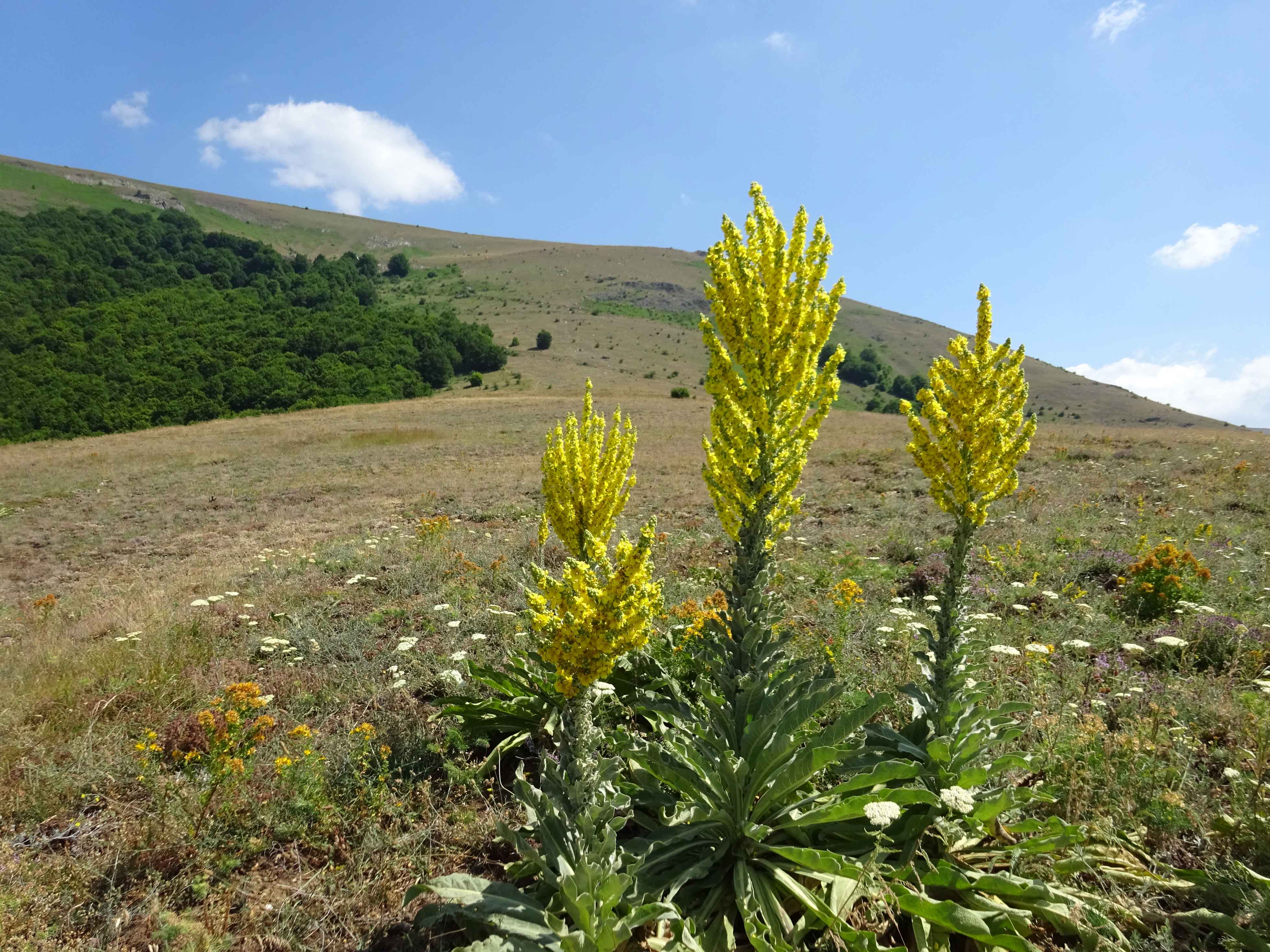 Brodec to Crn Kamen and Przhar peaks (12.5 km) – My Macedonia Blog