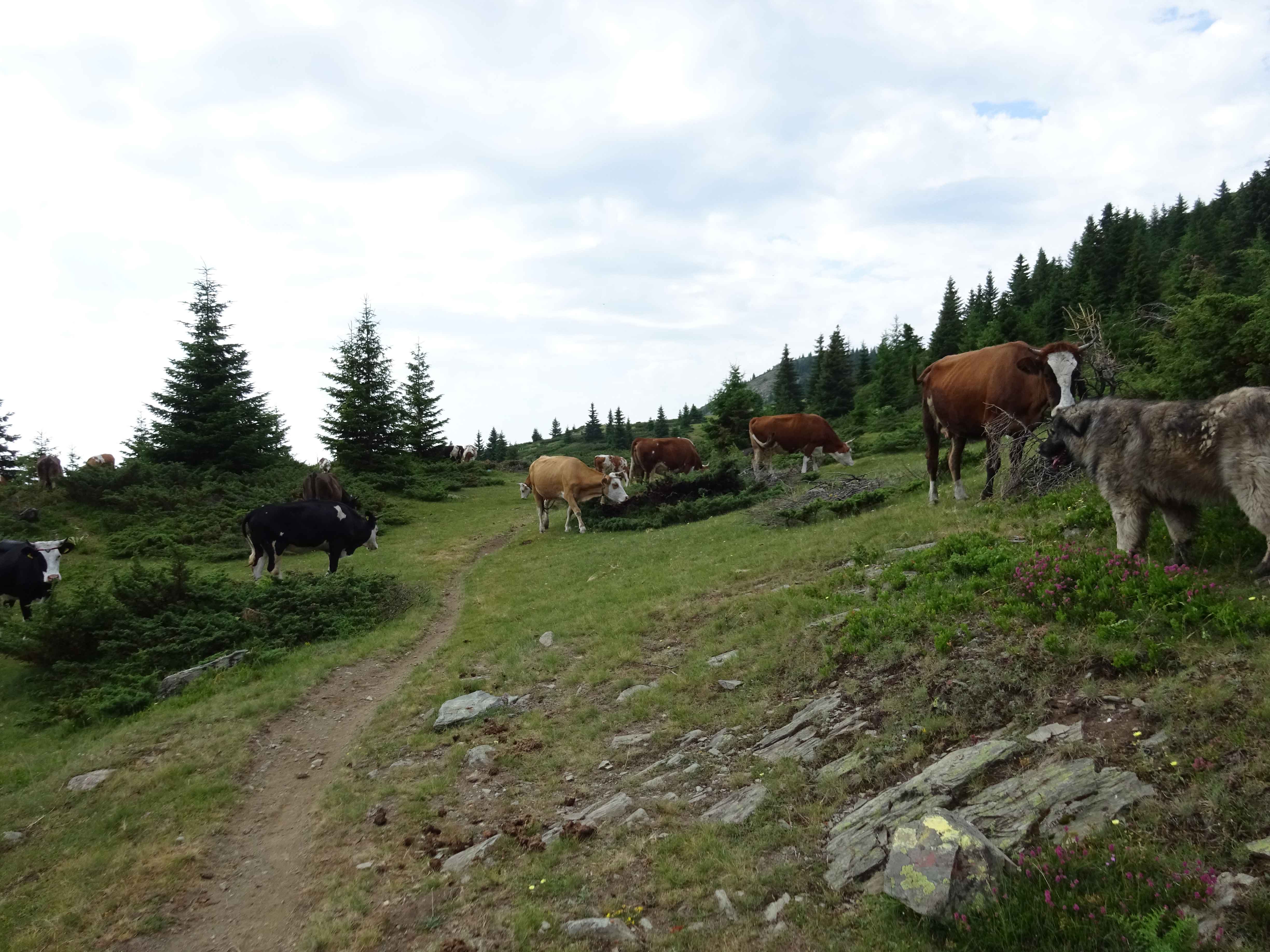 Popova Shapka – Viewpoint Jelak (10 km) – My Macedonia Blog